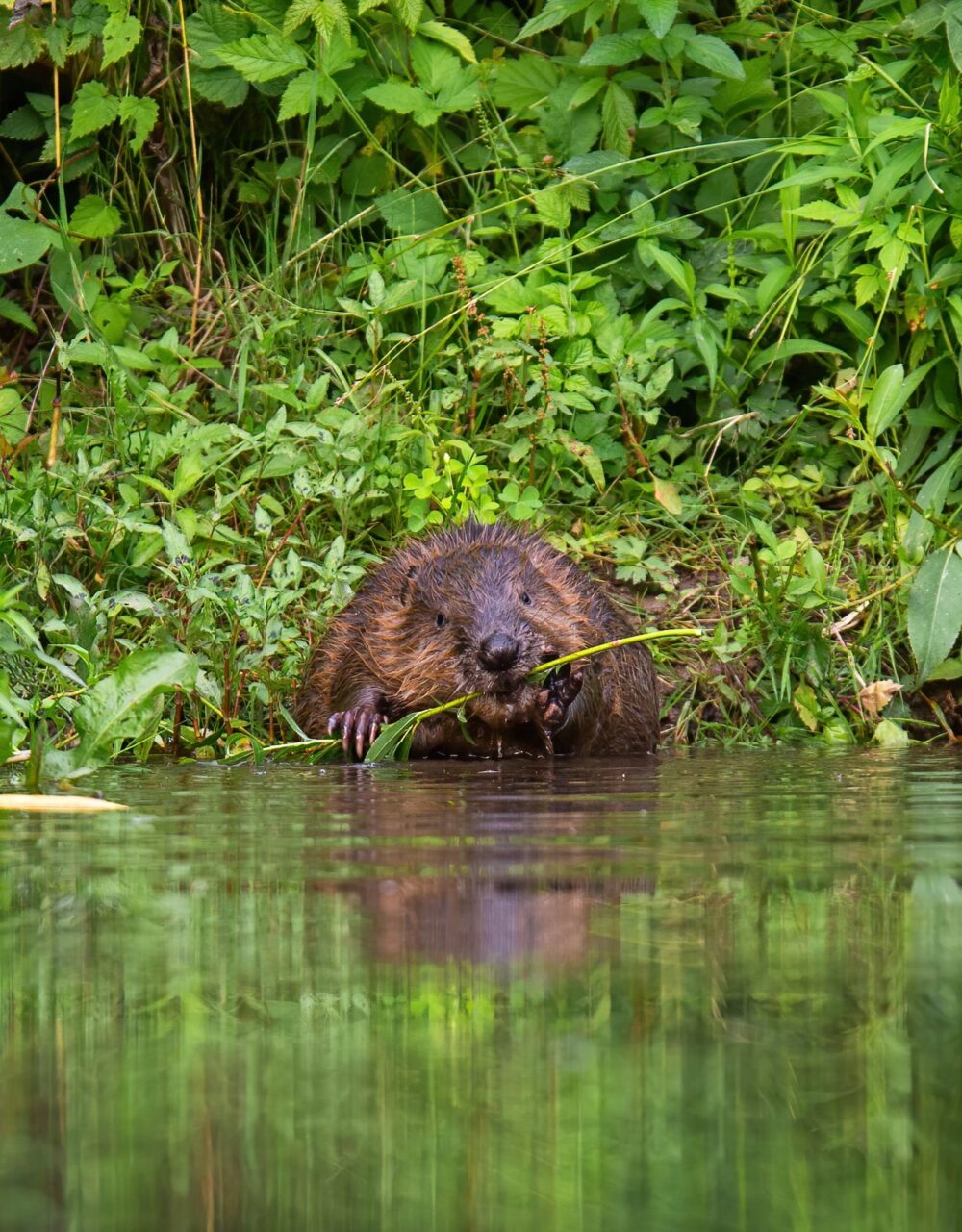 Kent Wildlife Trust - Kent Invicta Chamber of Commerce